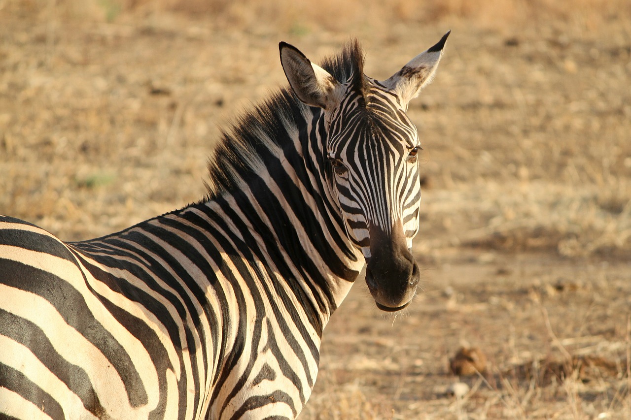 Zašto su zebre crno-bele? | Srednje škole