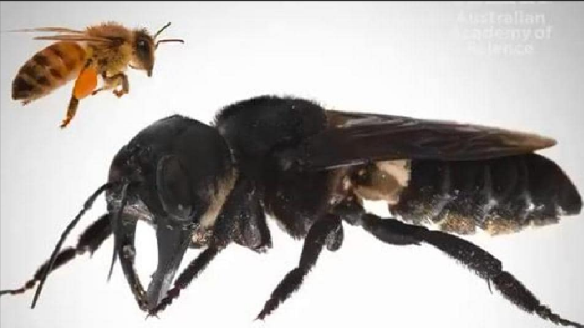 Najveća pčela na svetu ipak nije izumrla | Srednje škole